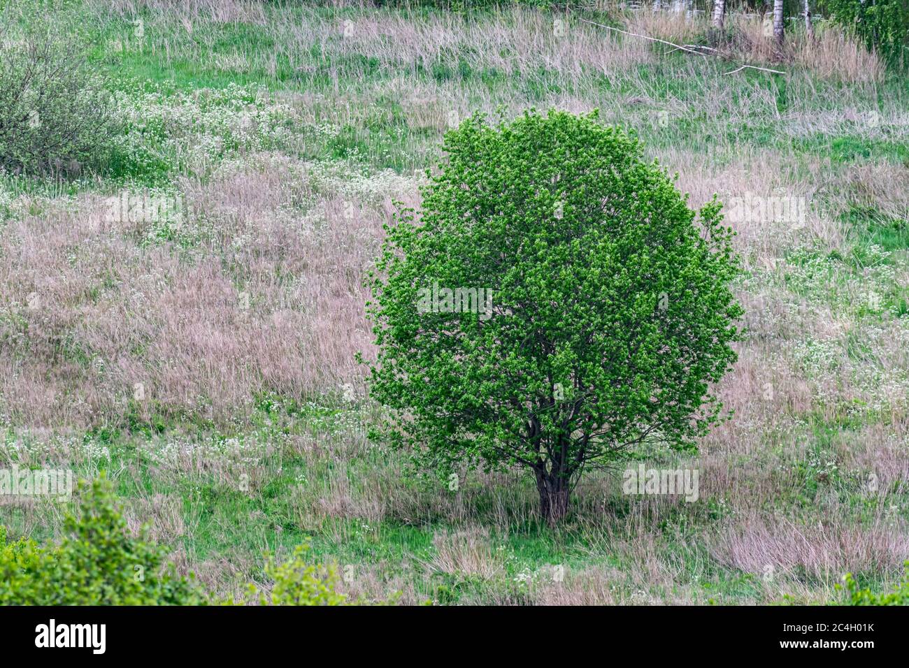 Spring forest lonely tree hi-res stock photography and images - Alamy