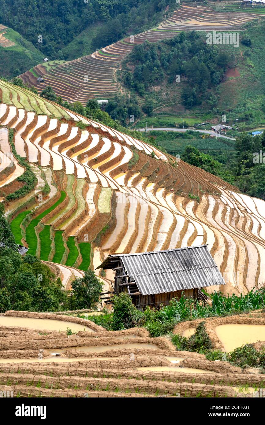 The image is as beautiful as the oil painting of terraced field. Curved ...