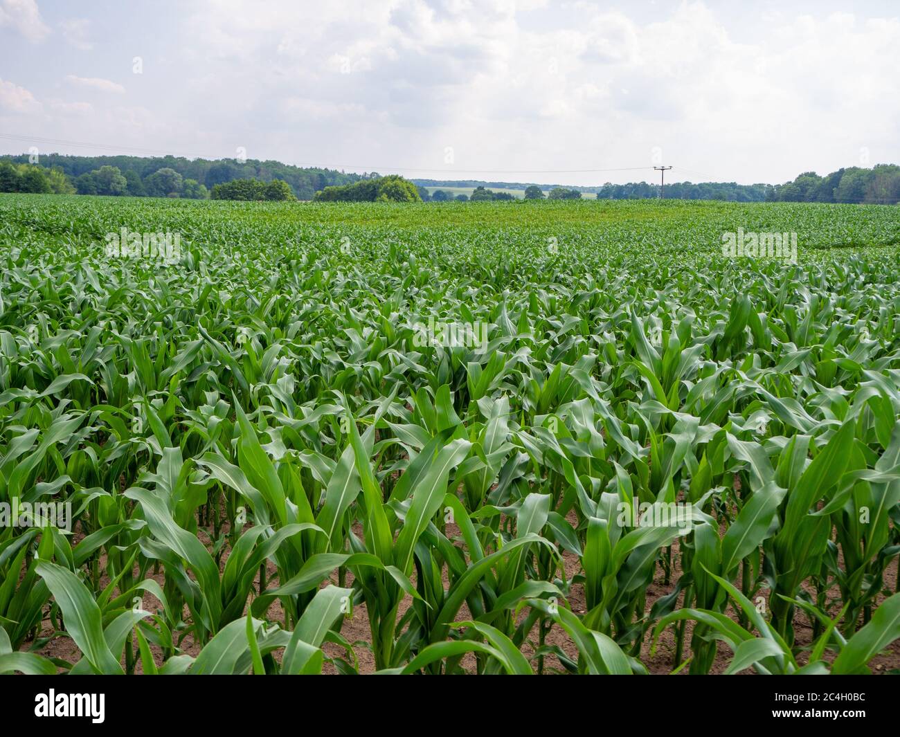 a green maize field in summer when the weather is fine Stock Photo - Alamy