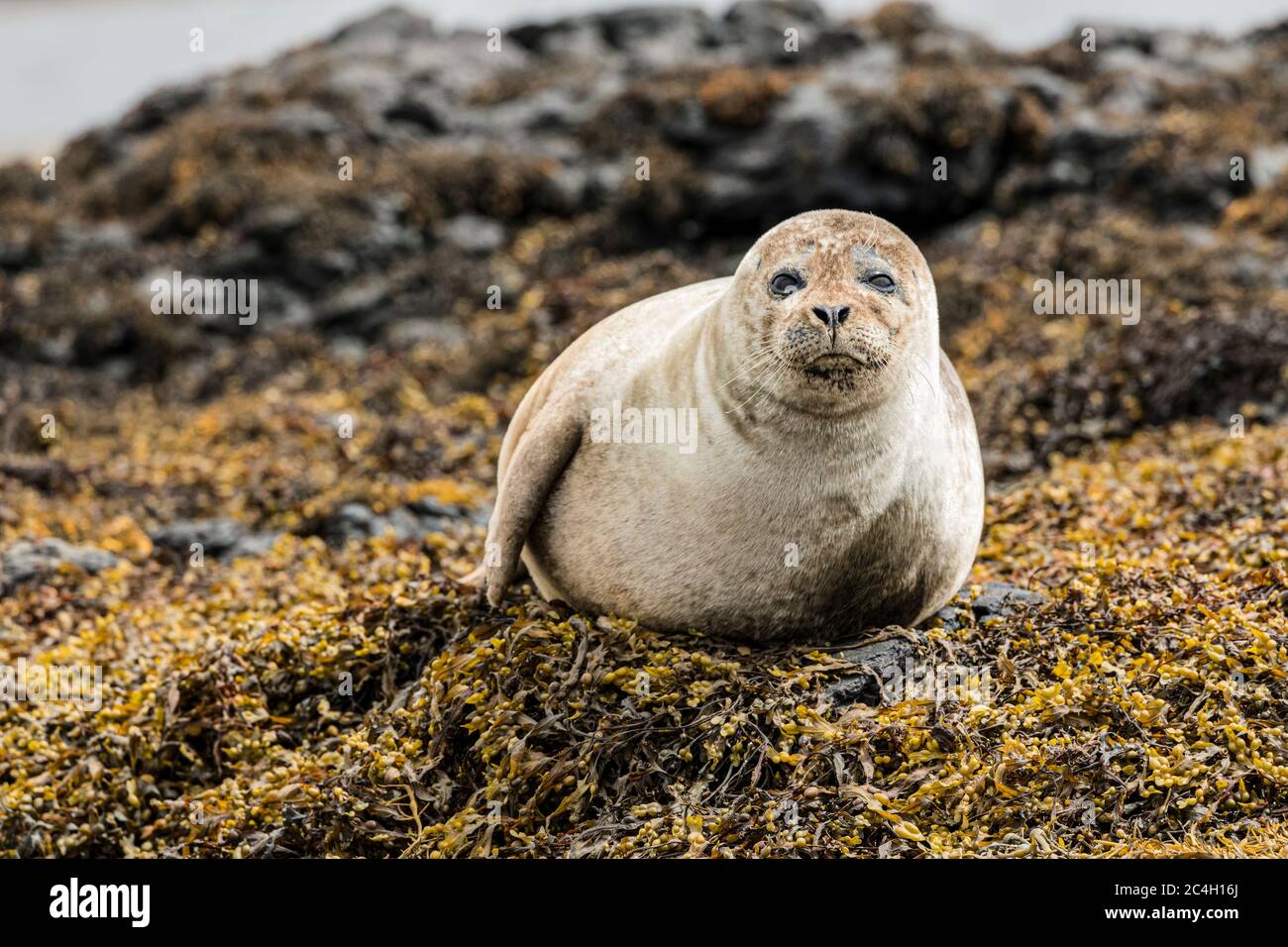 Foca comune hi-res stock photography and images - Alamy