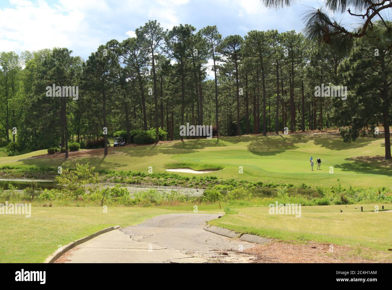 Cart path winding through a golf course greens with green grass, trees ...