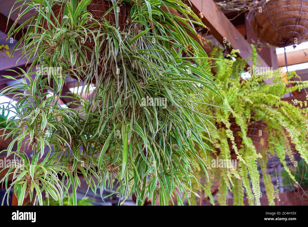 Healthy plants falling from the ceiling Stock Photo - Alamy