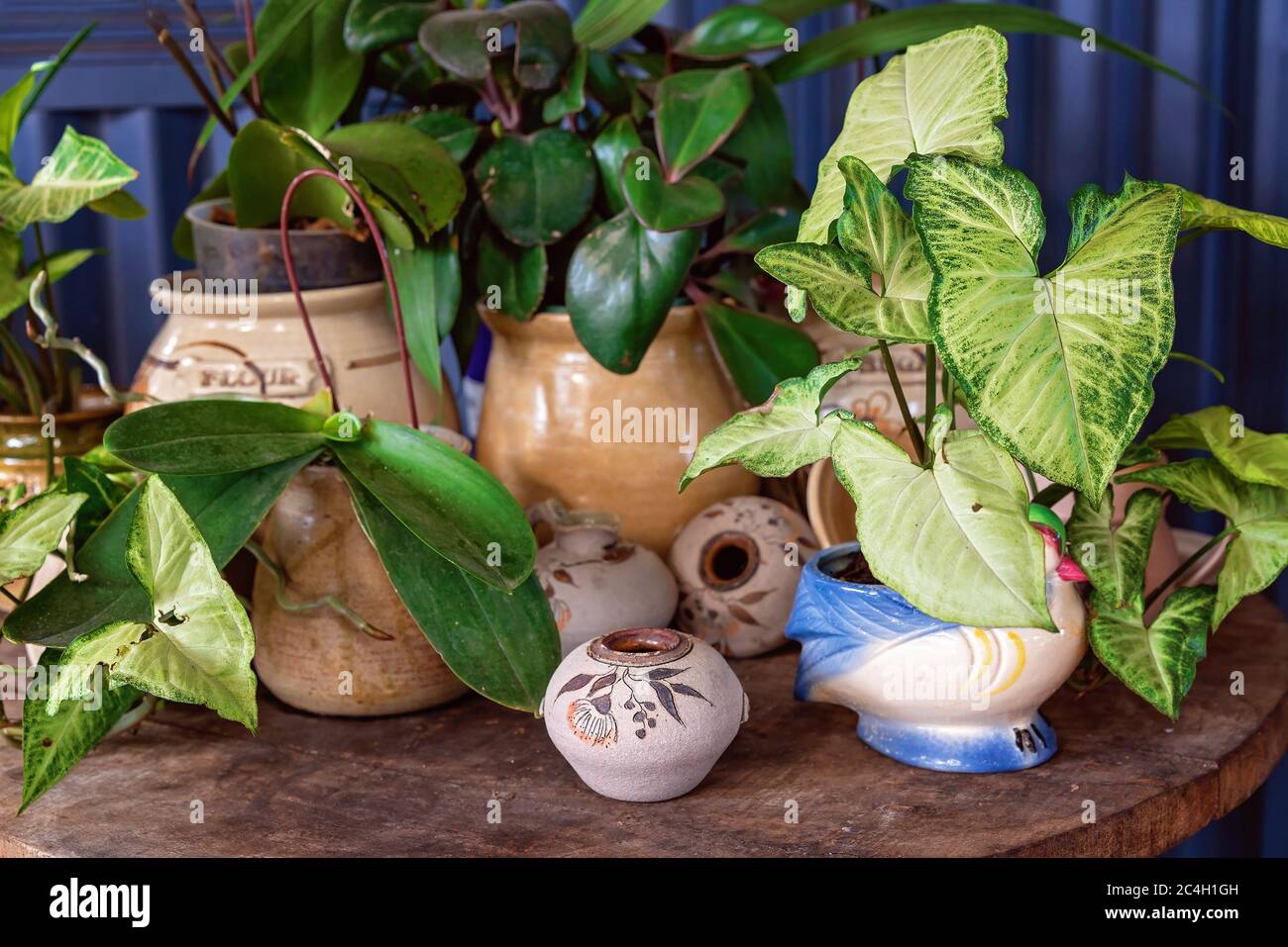 Decorative pots and plants grouped for display on a table Stock Photo ...