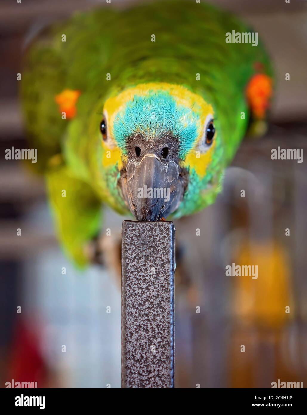 A playful turquoise-fronted Amazon parrot in closeup Stock Photo - Alamy