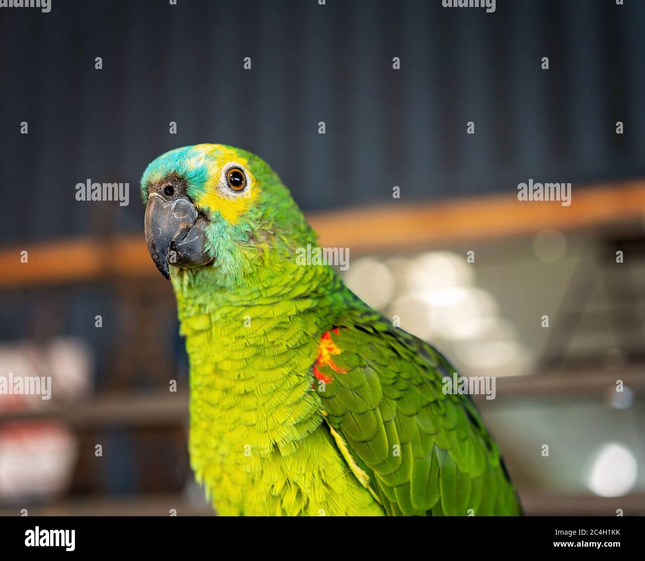 Parrot markings hi-res stock photography and images - Alamy