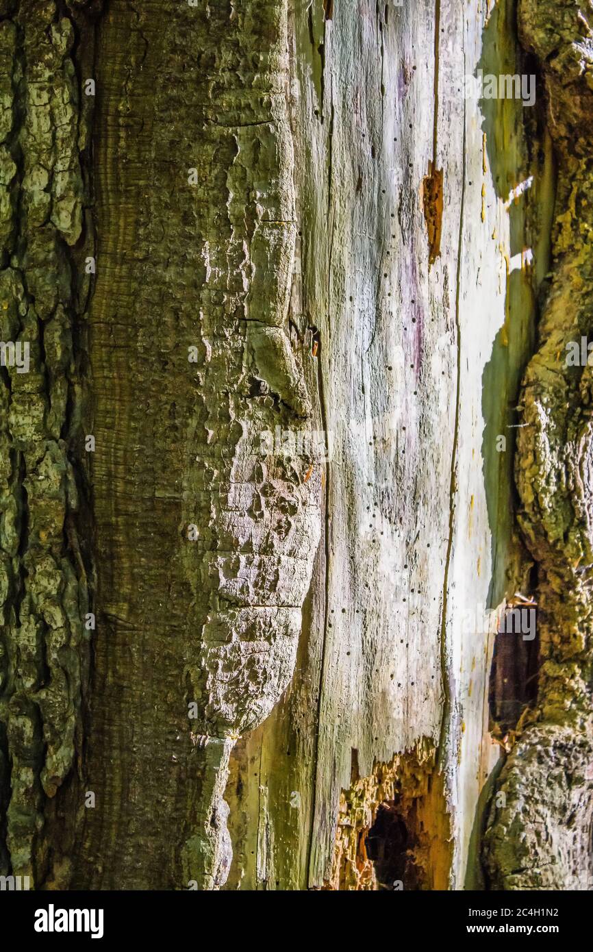 Poland. Bieszczady. The trail to the Duszatyn Lake. Tree trunk, wood ...