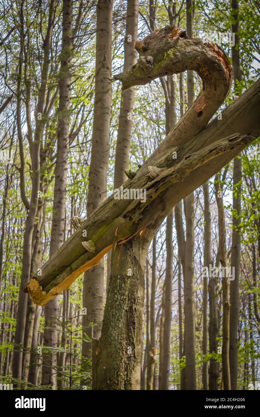 Poland. Bieszczady. The trail to the Duszatyn Lake. A fallen tree lying ...
