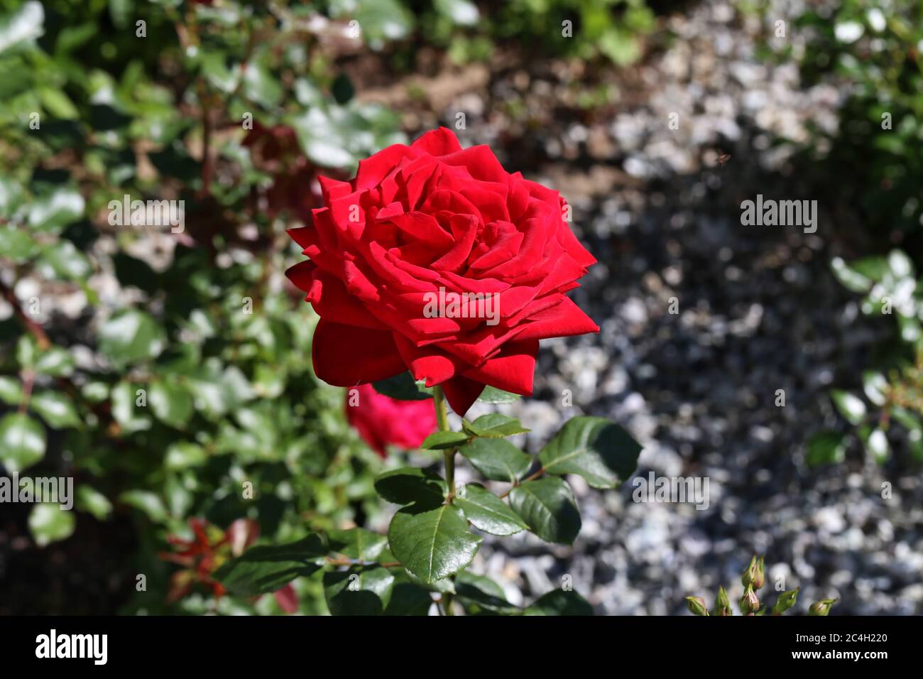 Red Rose on a bush in a garden Stock Photo - Alamy