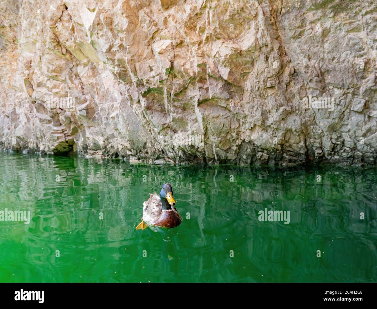 Emerald duck hi-res stock photography and images - Alamy