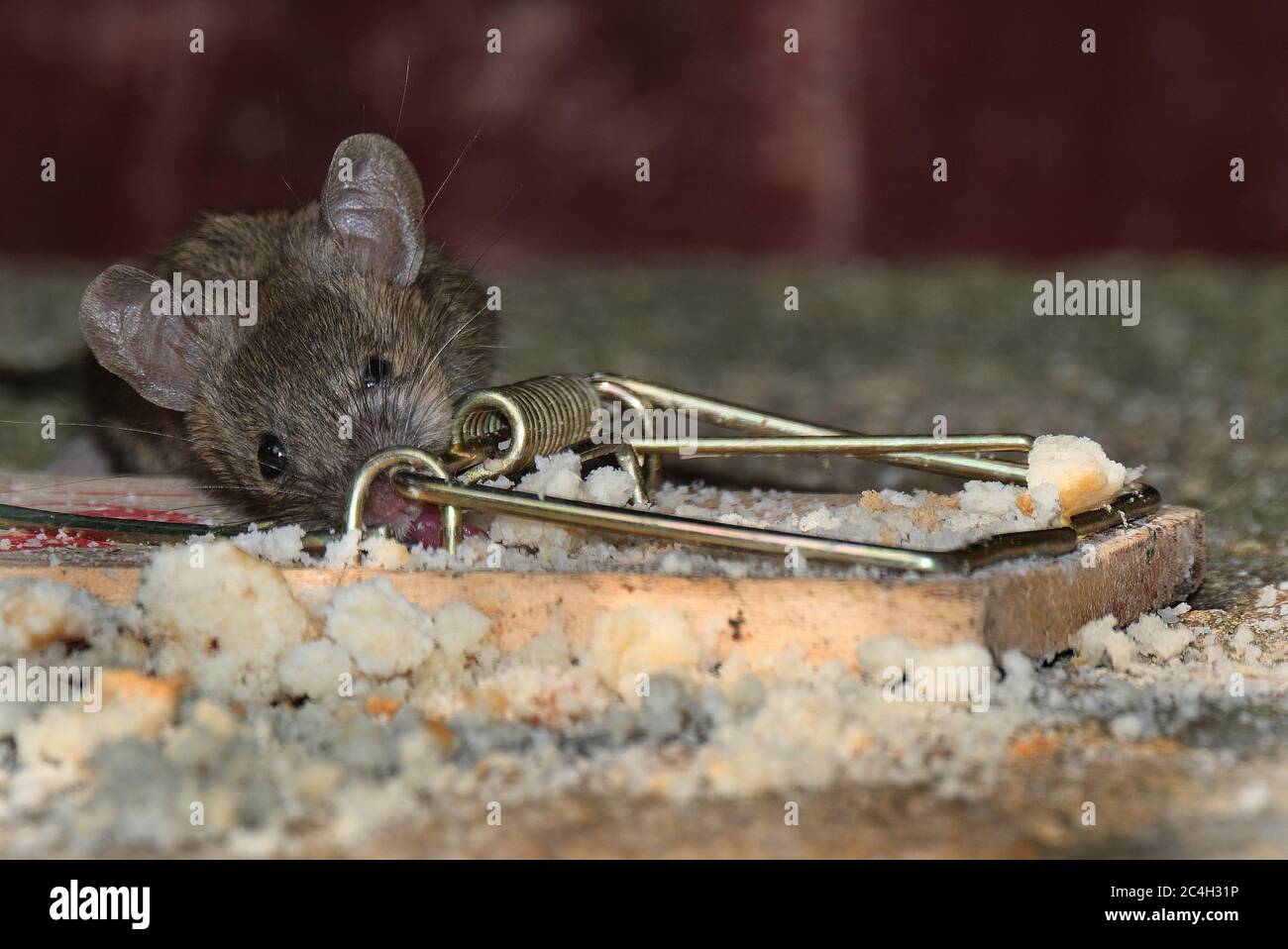 House mouse feeding in urban garden near trap Stock Photo - Alamy