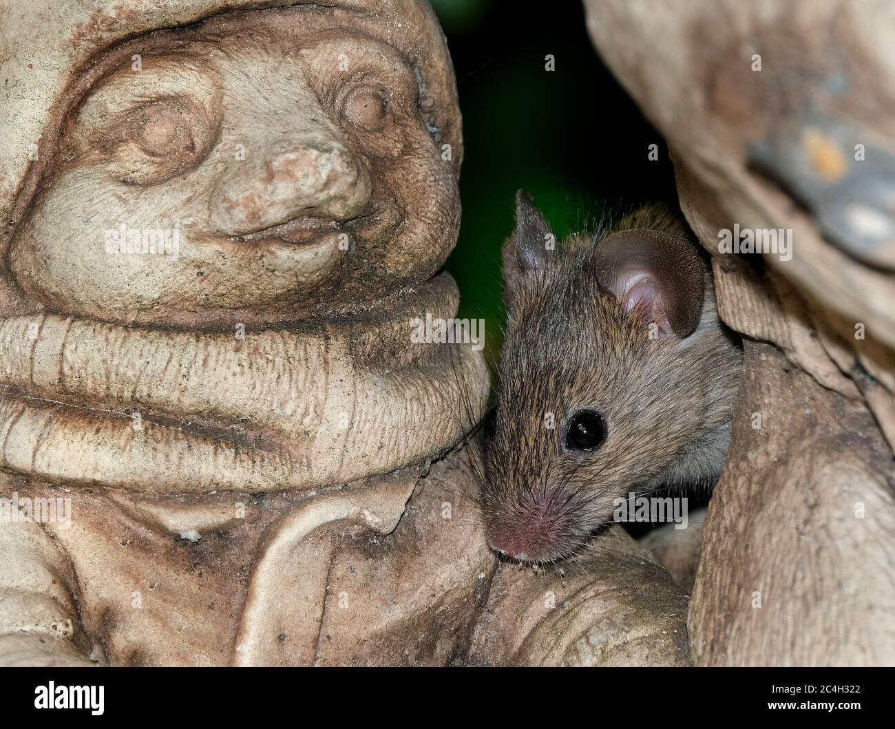 House mouse feeding in urban garden near trap Stock Photo - Alamy