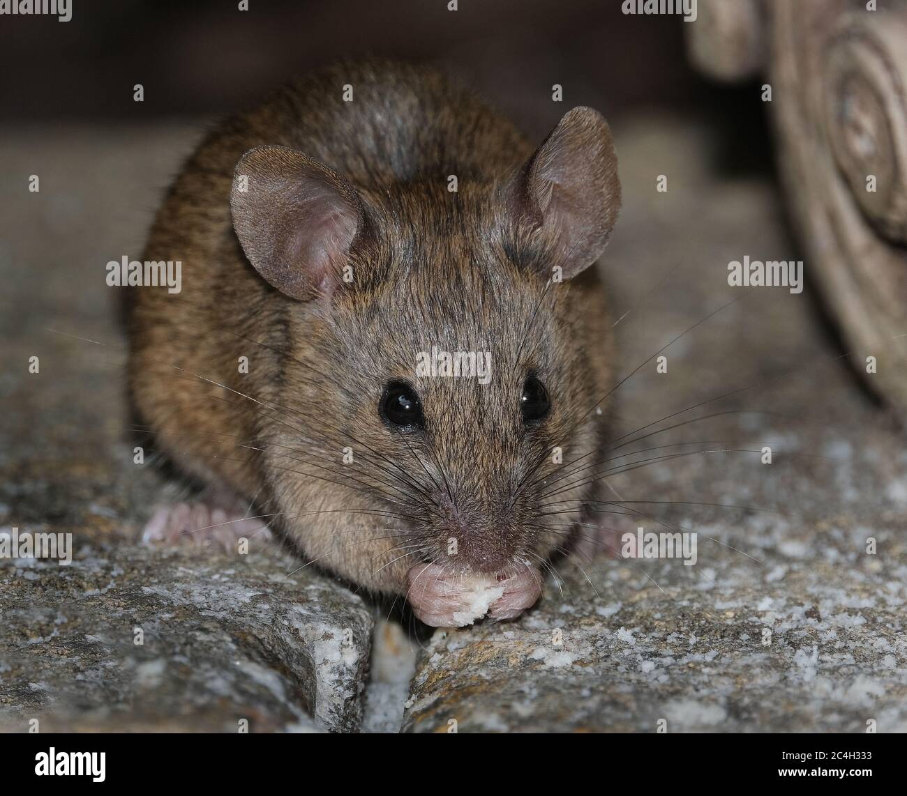 House mouse feeding in urban garden near trap Stock Photo - Alamy