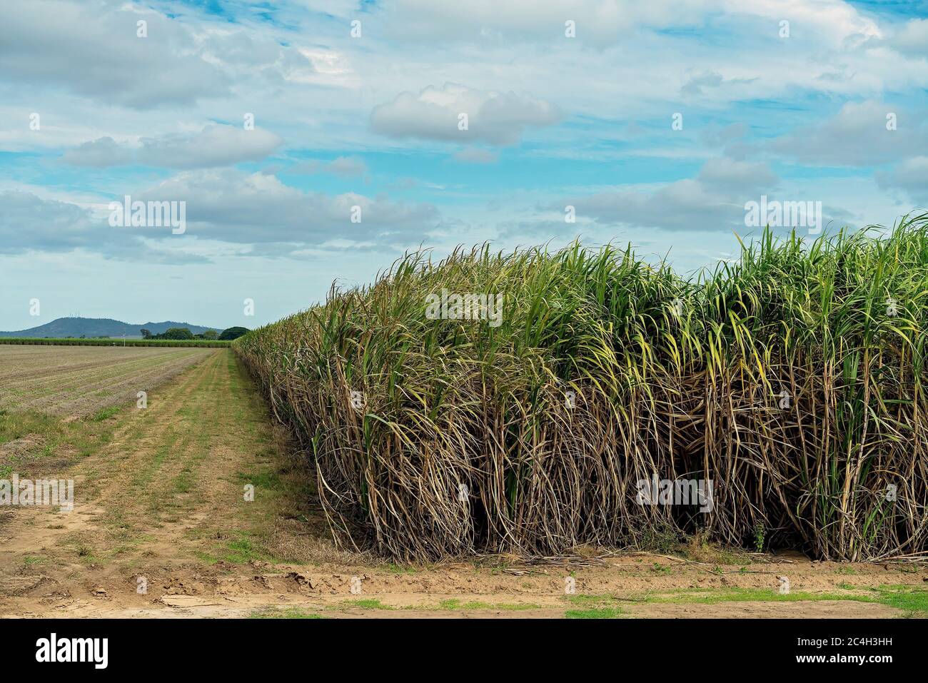 A field of sugar cane ready for harvesting to go to the mill at the ...
