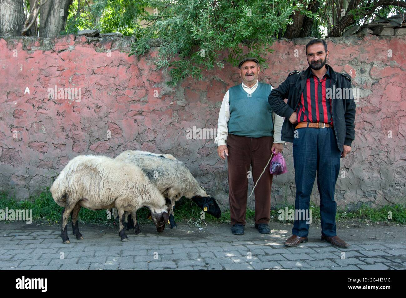 Kurdish men feeding their sheep in the streets of Kars. Kars is a ...