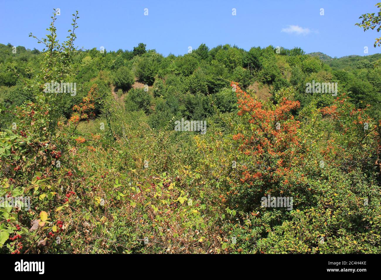 Red small berries hi-res stock photography and images - Alamy