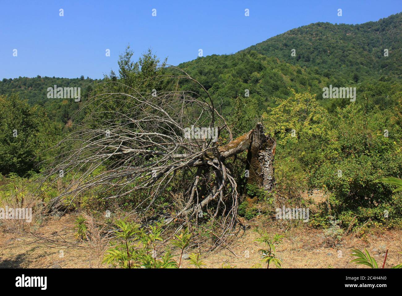 Tree look of mountains hi-res stock photography and images - Alamy