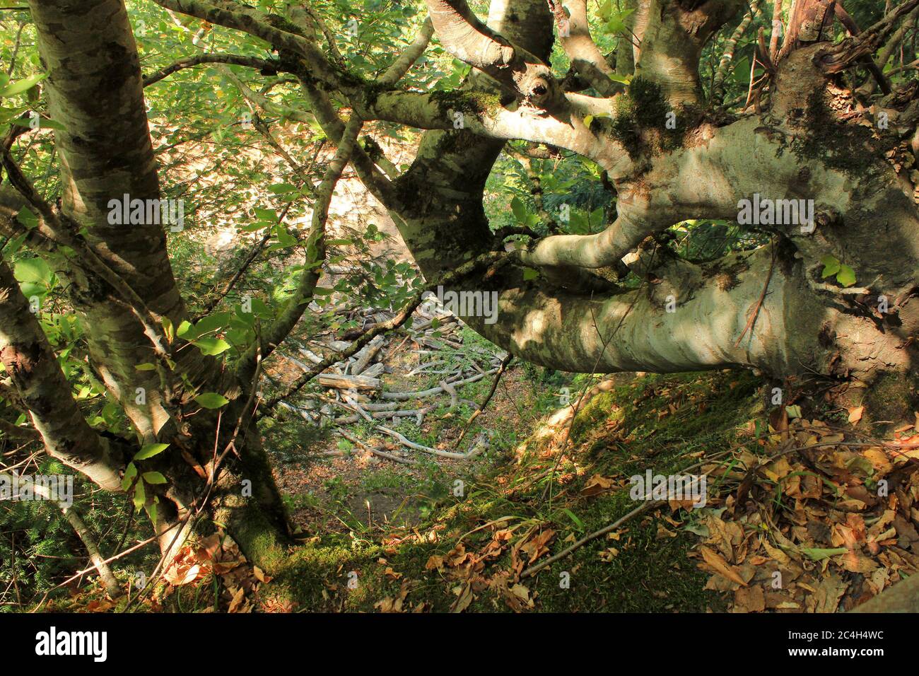 Unusual curved tree in the forest. Spring Stock Photo - Alamy