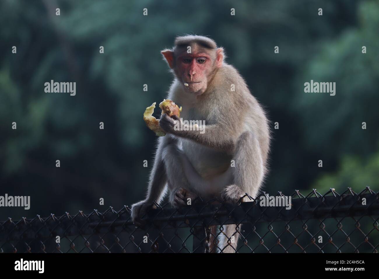 Bonnet macaque monkey hi-res stock photography and images - Alamy