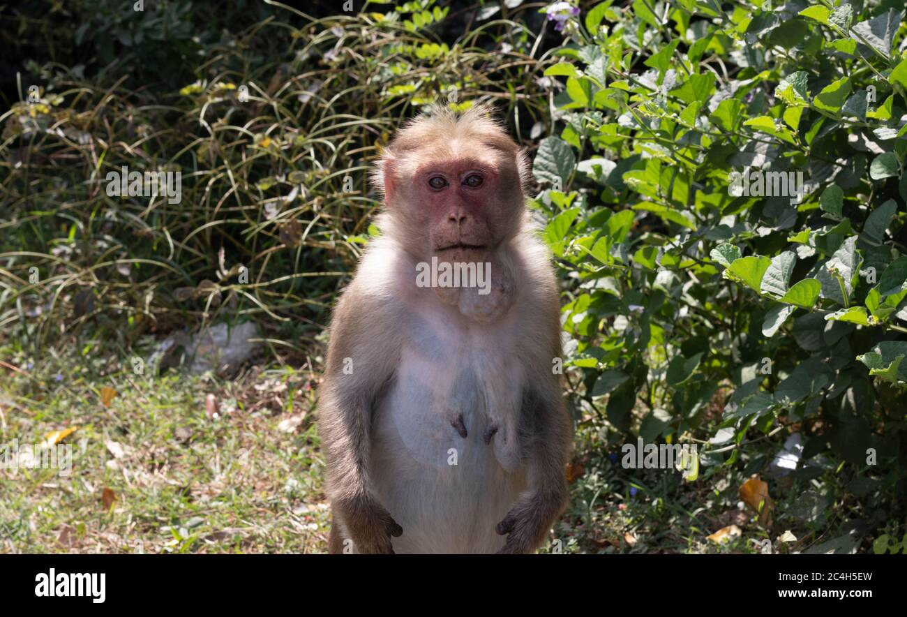 Monkey with infected neck in forest standing Stock Photo - Alamy