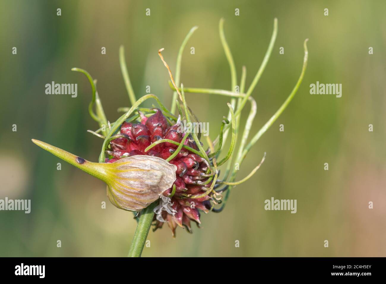 Close up of a wild garlic (allium vineale) plant Stock Photo - Alamy