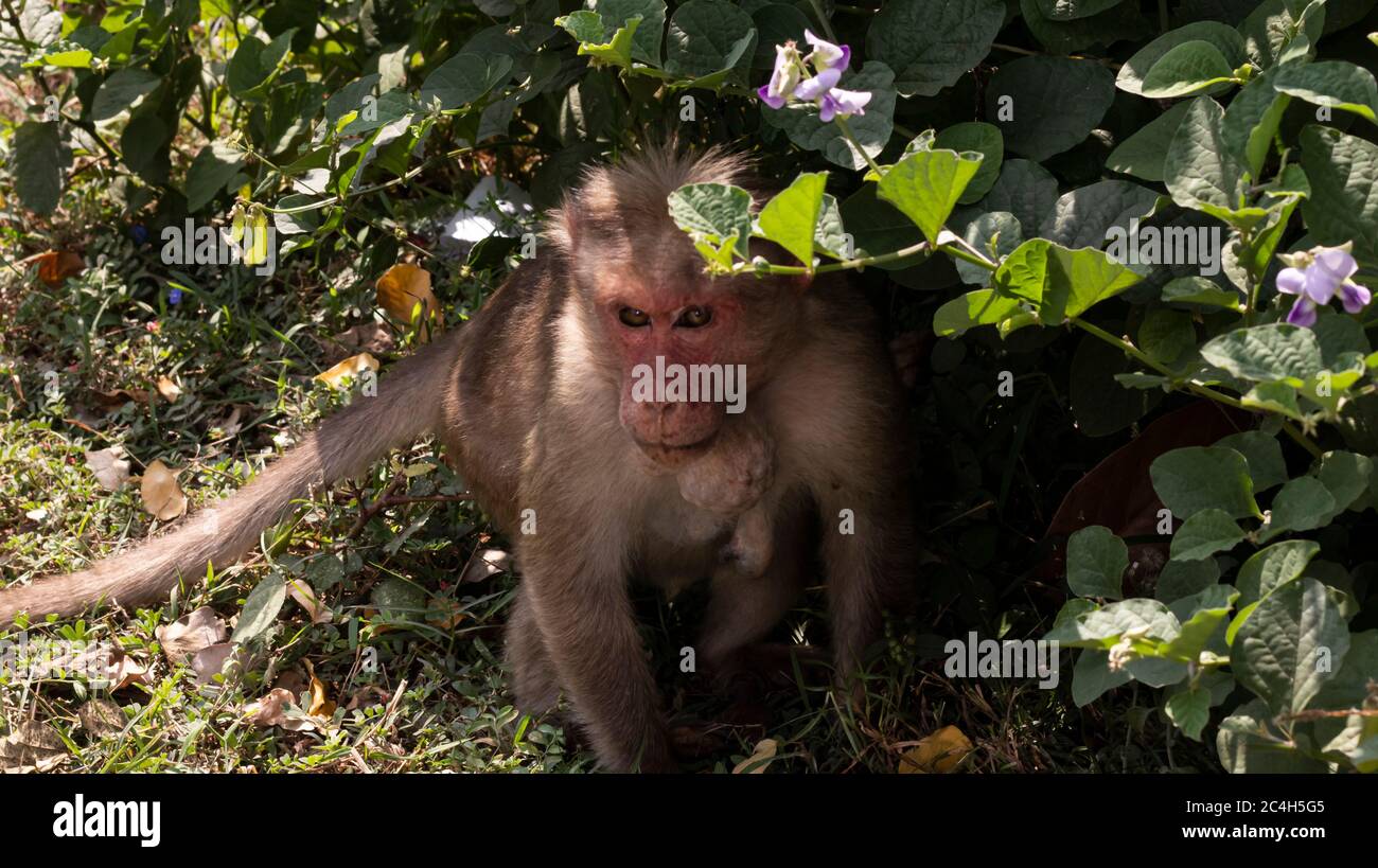 Head and neck cancer hi-res stock photography and images - Alamy