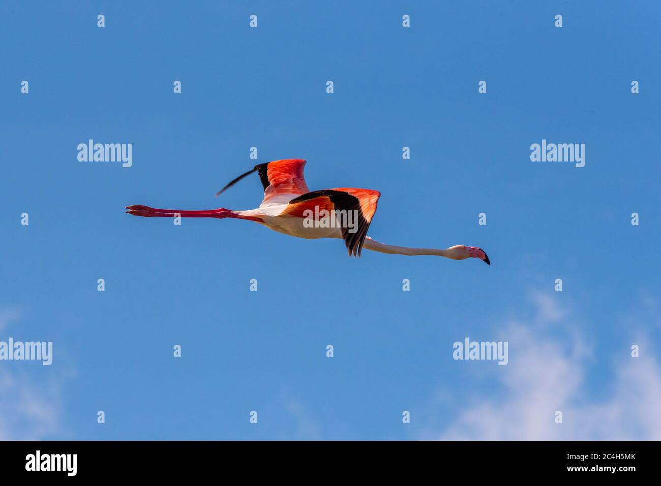 Ria formosa algarve flamingo hi-res stock photography and images - Alamy