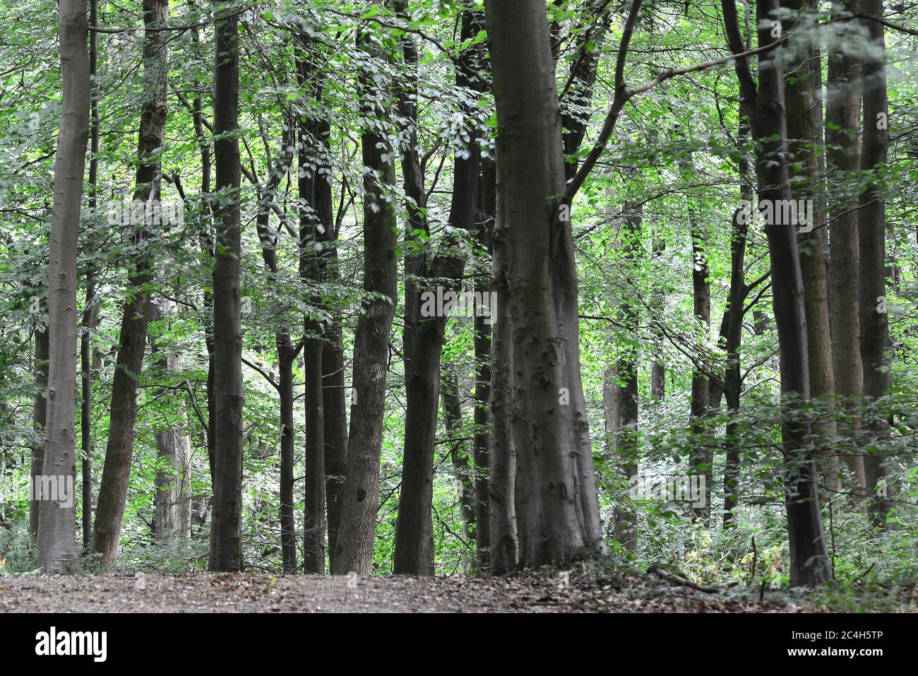 Tring park hi-res stock photography and images - Alamy