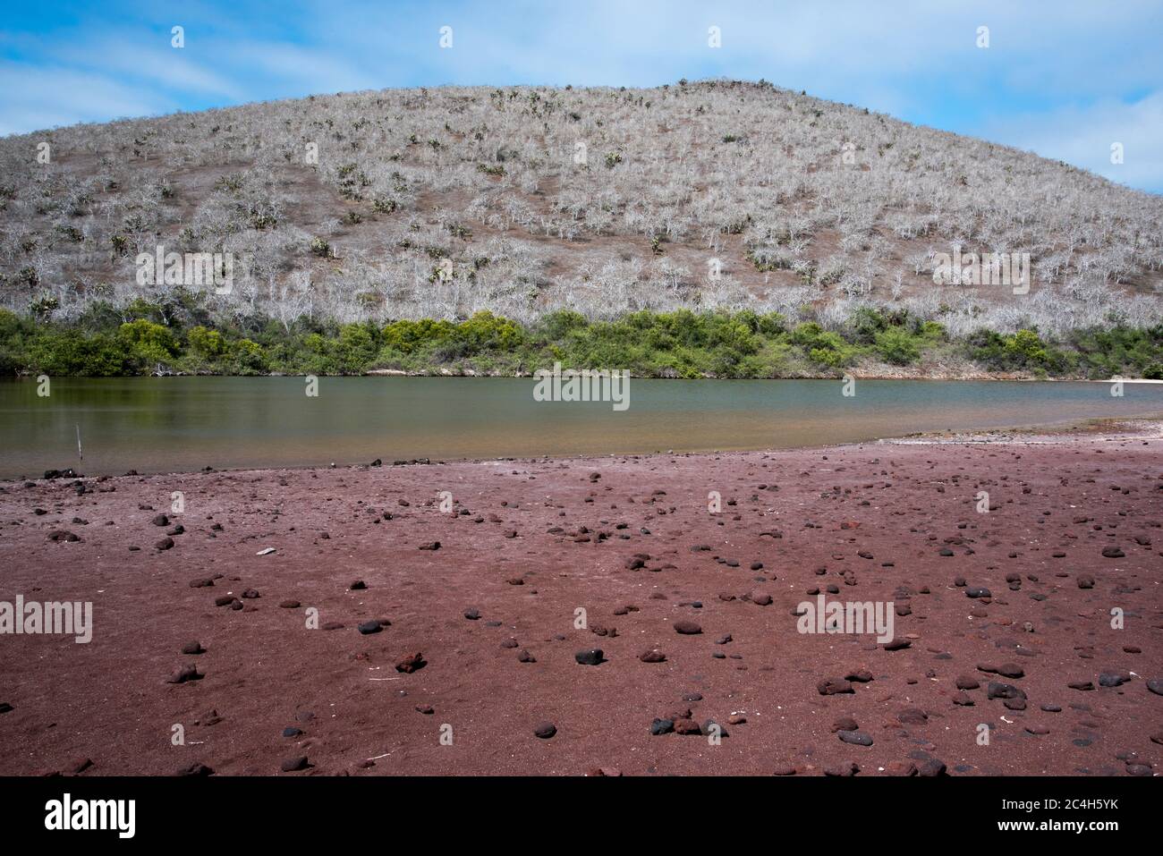 Palo santo trees behind the lagoon and the red sandy beach of Rábida ...
