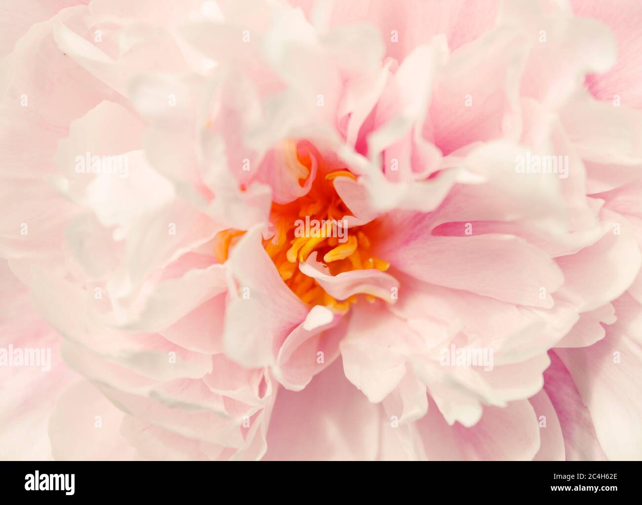 Baby pink peony Stock Photo - Alamy
