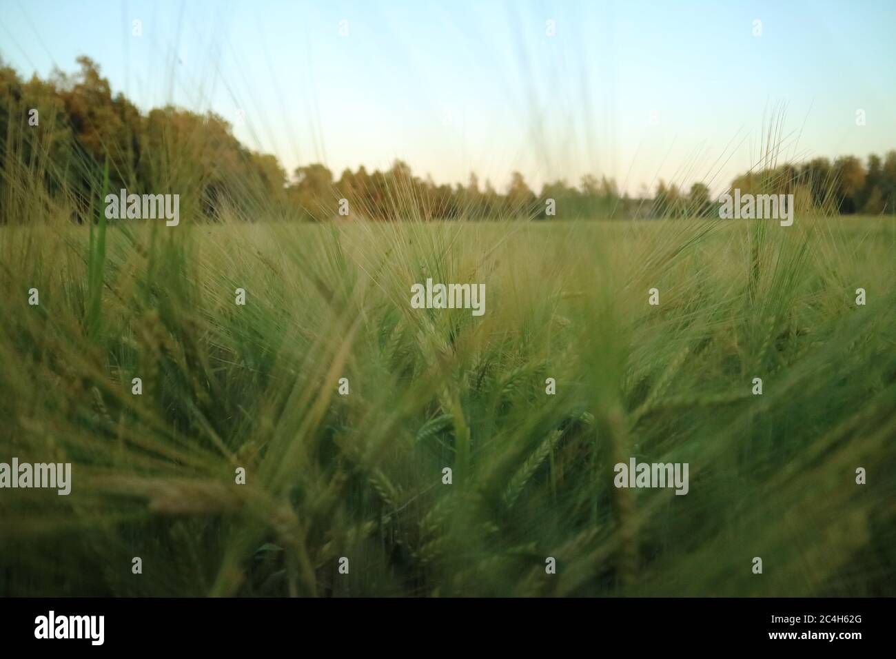 Barley plantation hi-res stock photography and images - Alamy