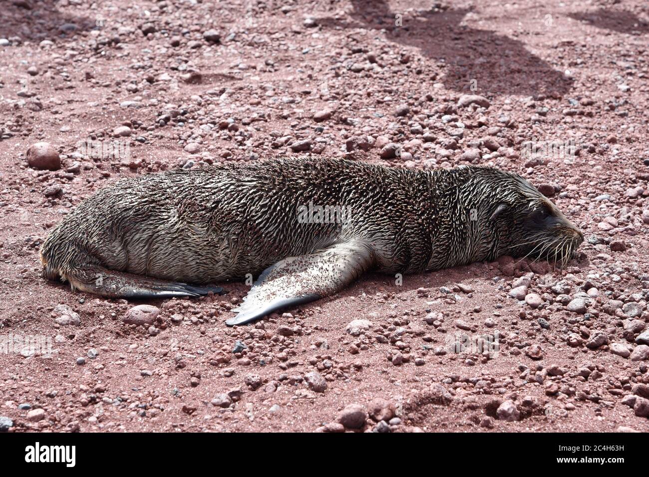Galápagos fur seal baby on the red beach of Rábida Island in the ...