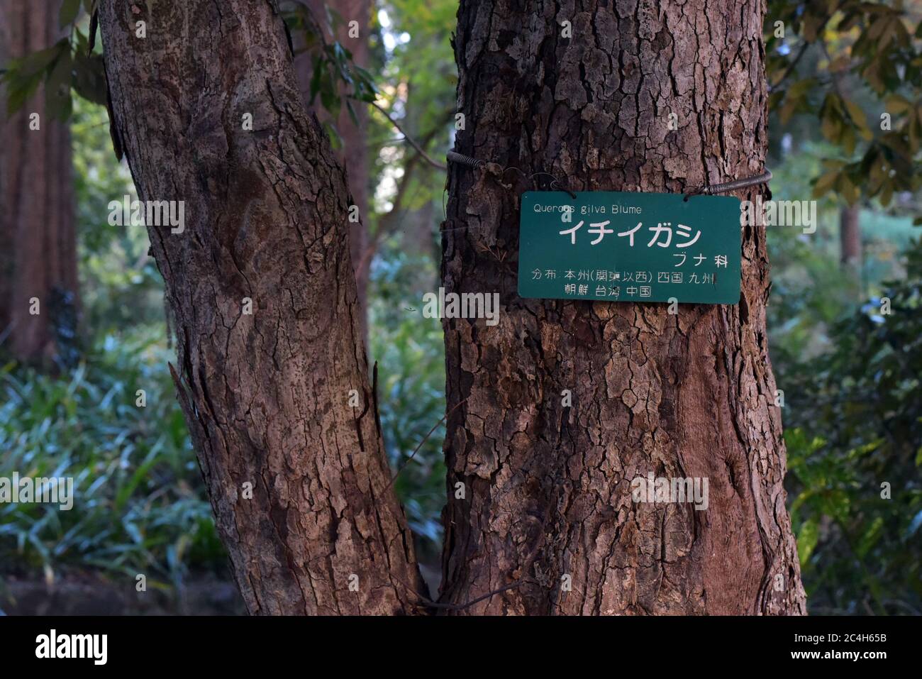 Quercus gilva, Japanese oak tree Stock Photo - Alamy