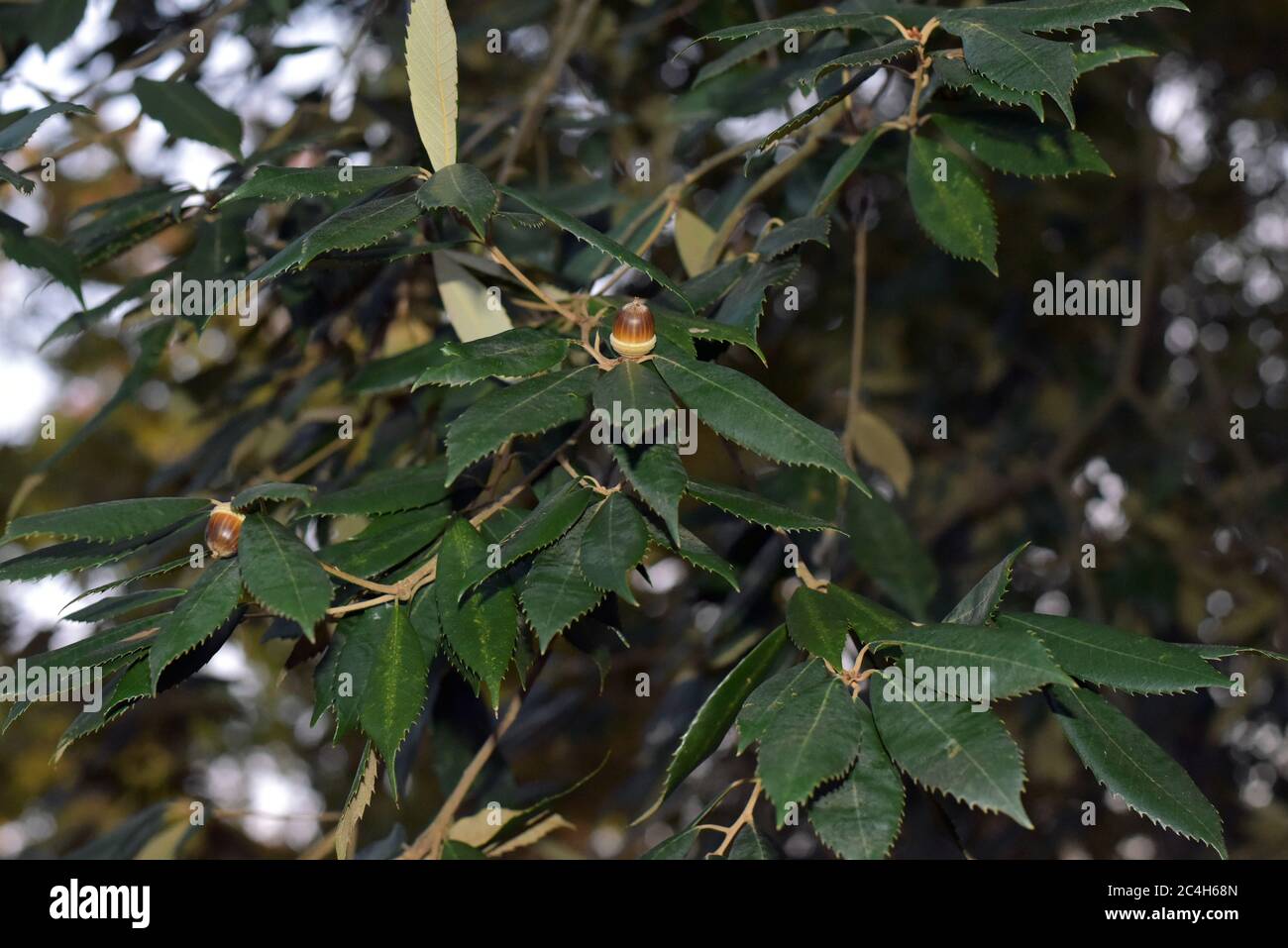 Quercus gilva, Japanese oak tree Stock Photo - Alamy