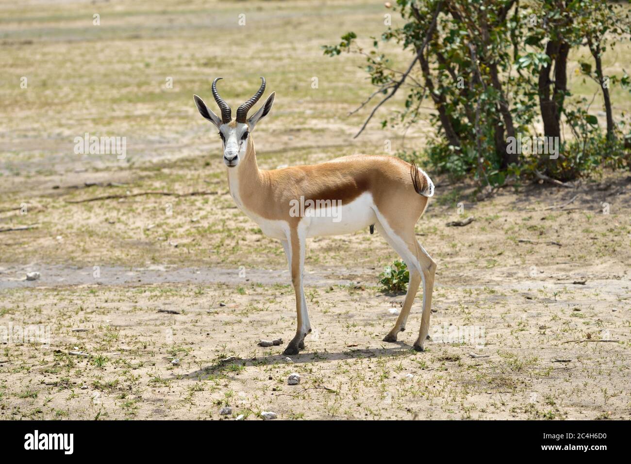 Female springbok antelope in the african savannah, Namibia Stock Photo ...