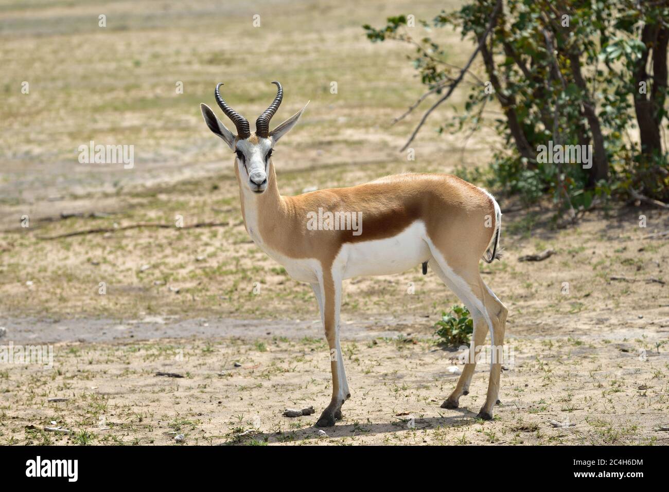 Female springbok antelope in the african savannah, Namibia Stock Photo ...