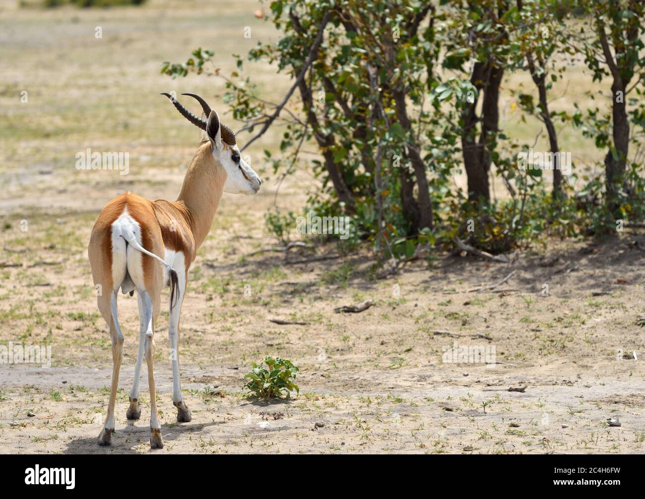 Springbok antelope in the african savannah, Namibia Stock Photo - Alamy