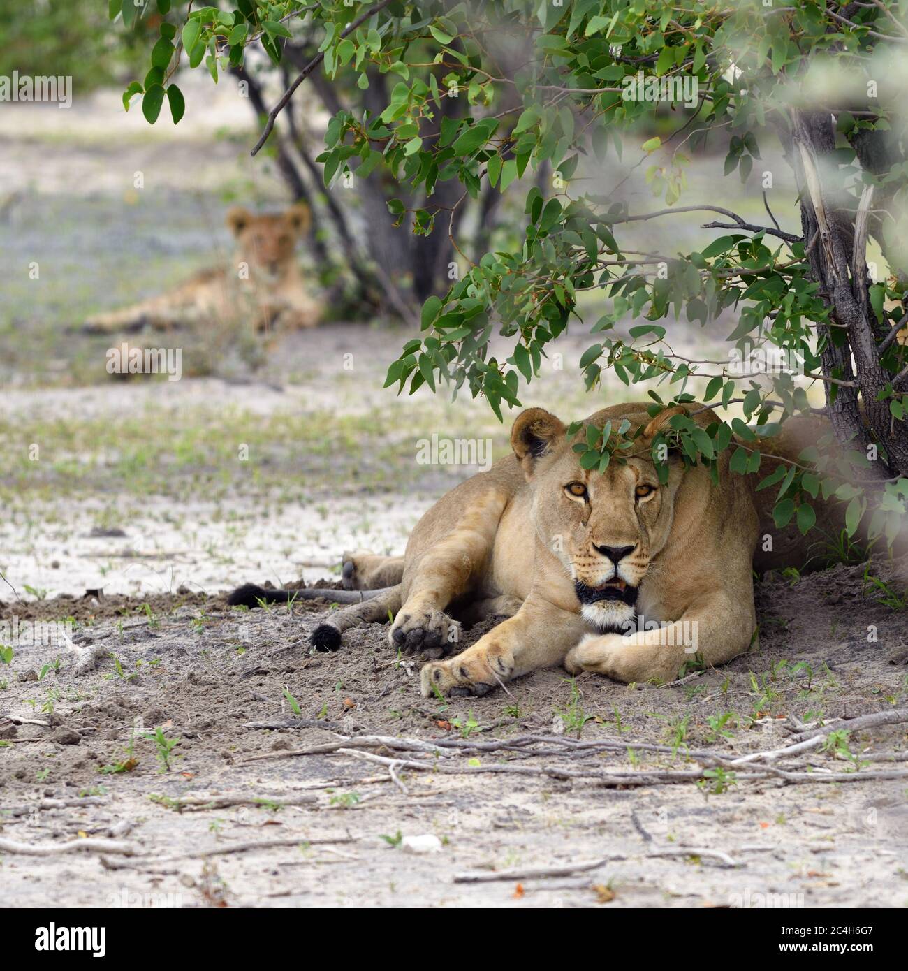 Wild Lioness in the African savanna, Namibia Stock Photo - Alamy