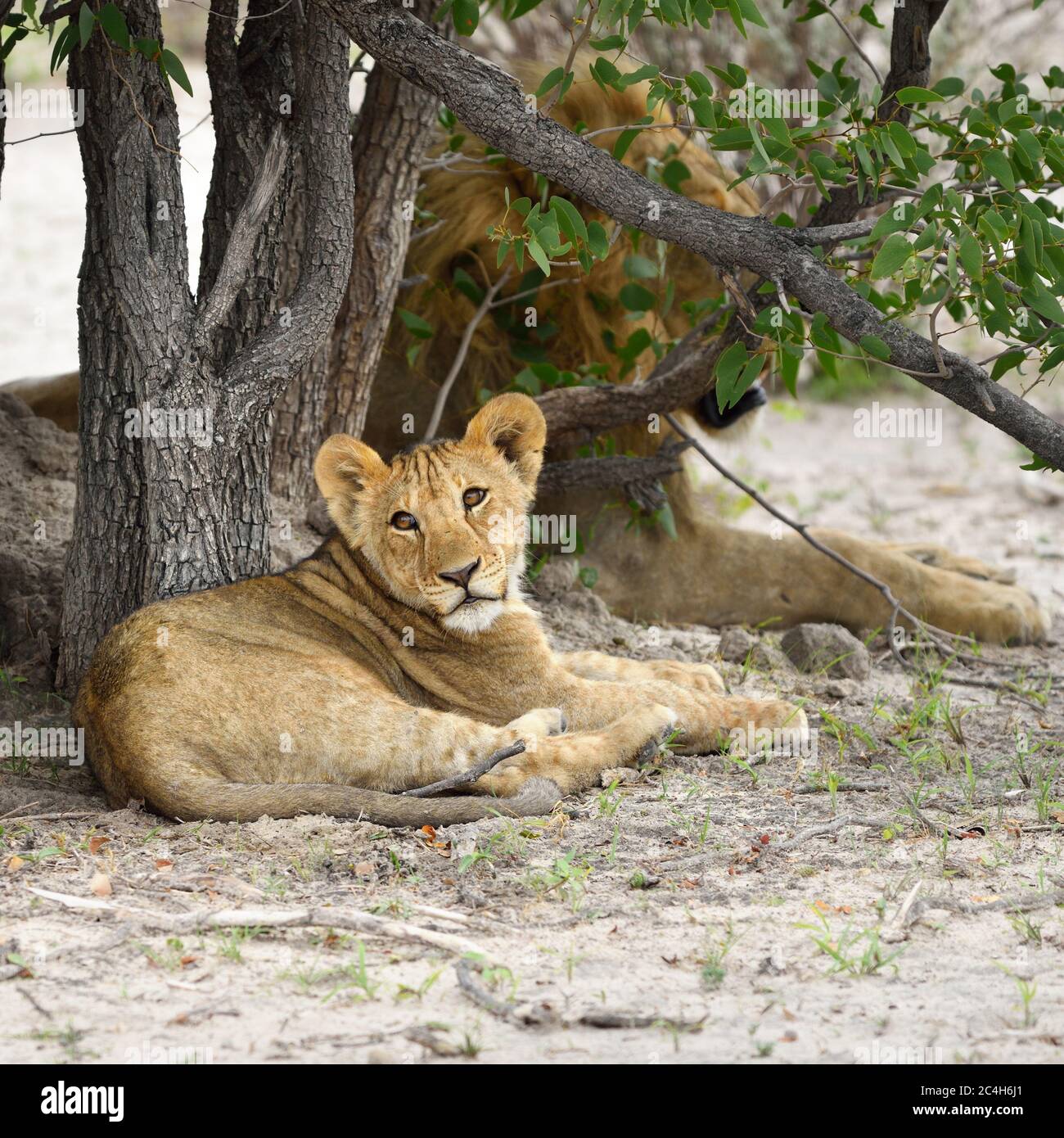 Lions cub resting under bush, lion male on background. Etosha national ...