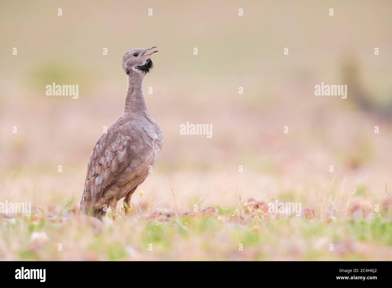 Vigorsii hi-res stock photography and images - Alamy