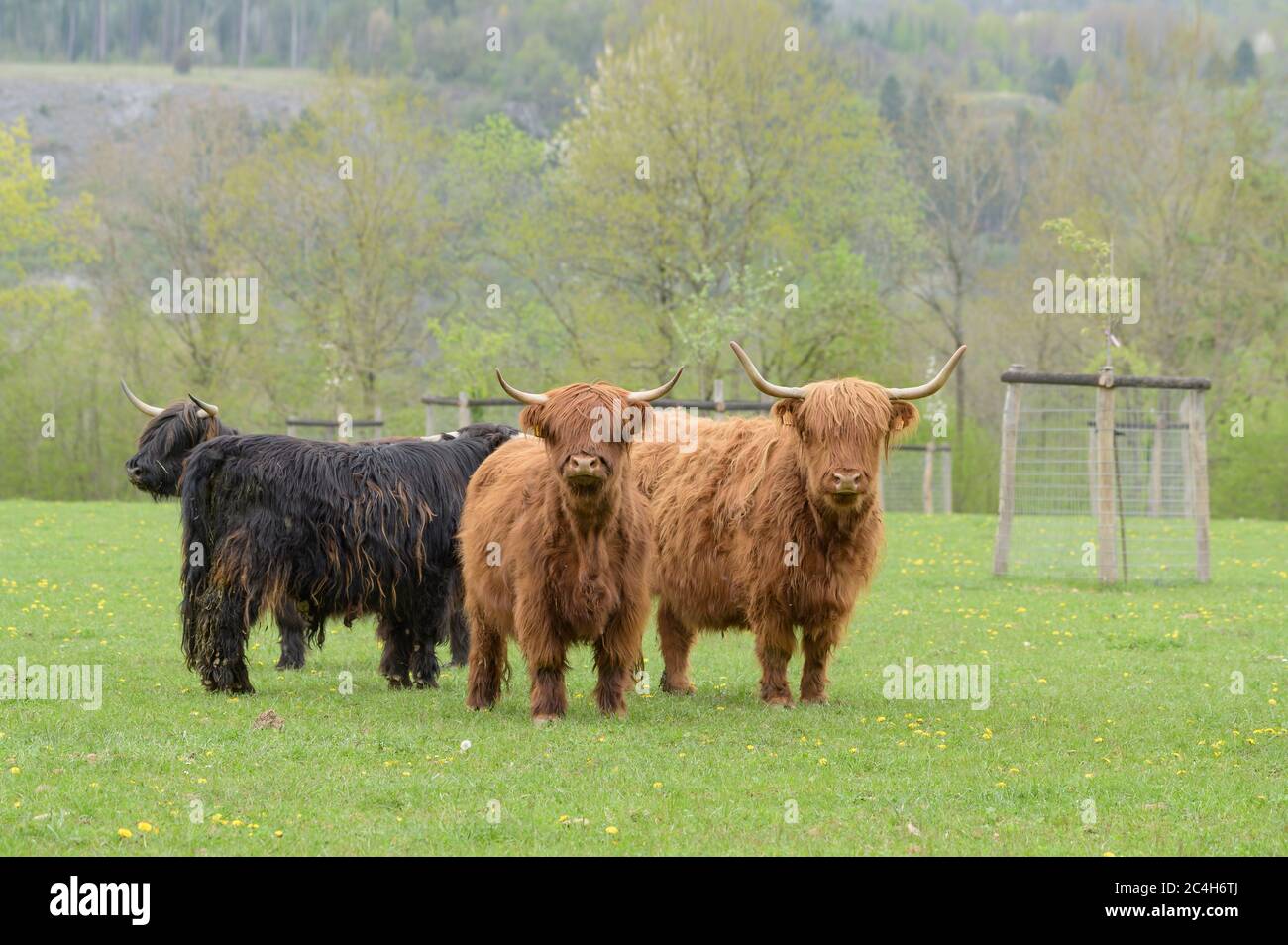 Highland cattle herd in an orchard Stock Photo - Alamy