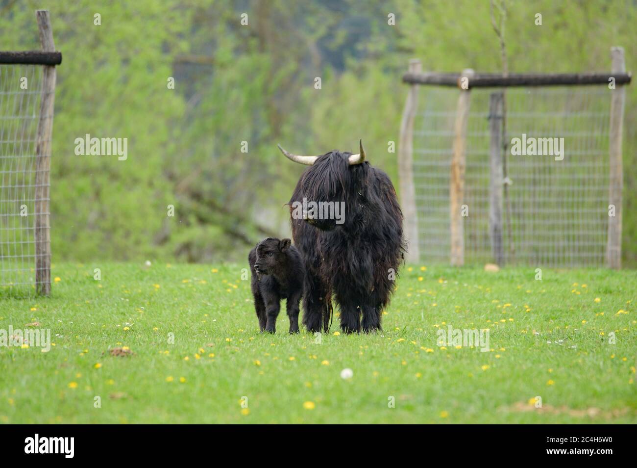 Highland cattle herd in an orchard Stock Photo - Alamy