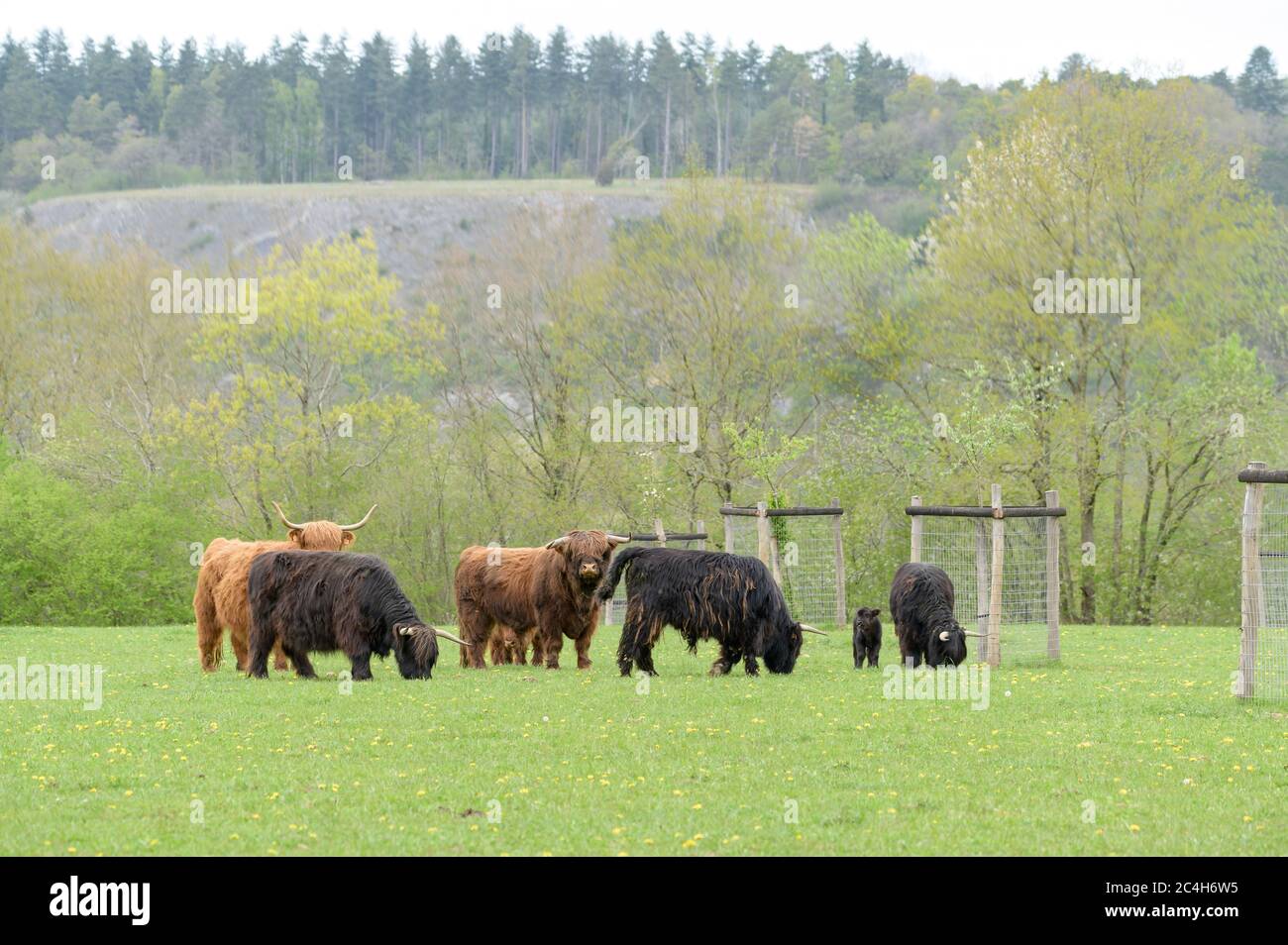 Highland cattle herd in an orchard Stock Photo - Alamy