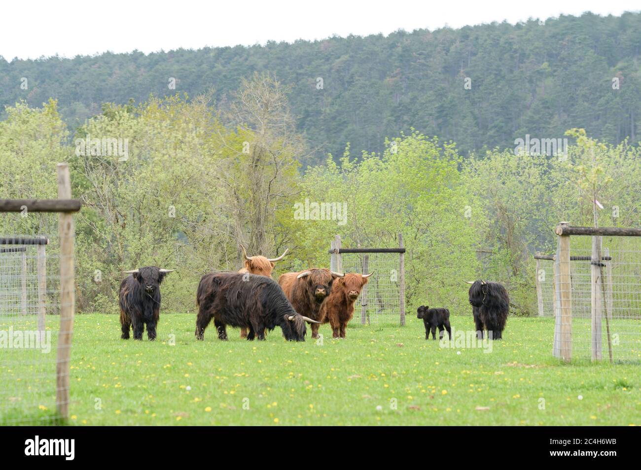 Highland cattle herd in an orchard Stock Photo - Alamy