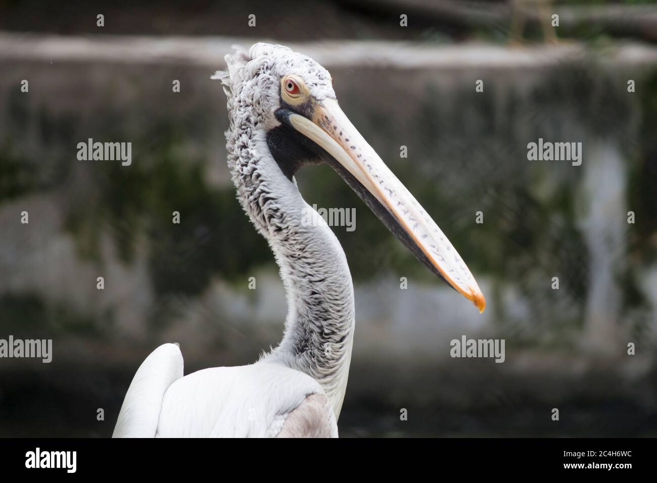 Pelican bird looking camera hi-res stock photography and images - Alamy