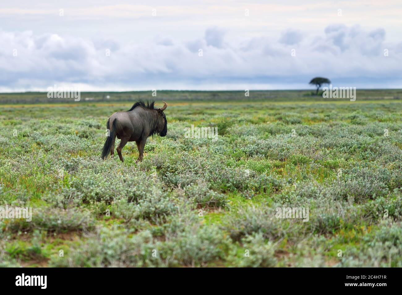 Bull horn acacia tree hi-res stock photography and images - Alamy