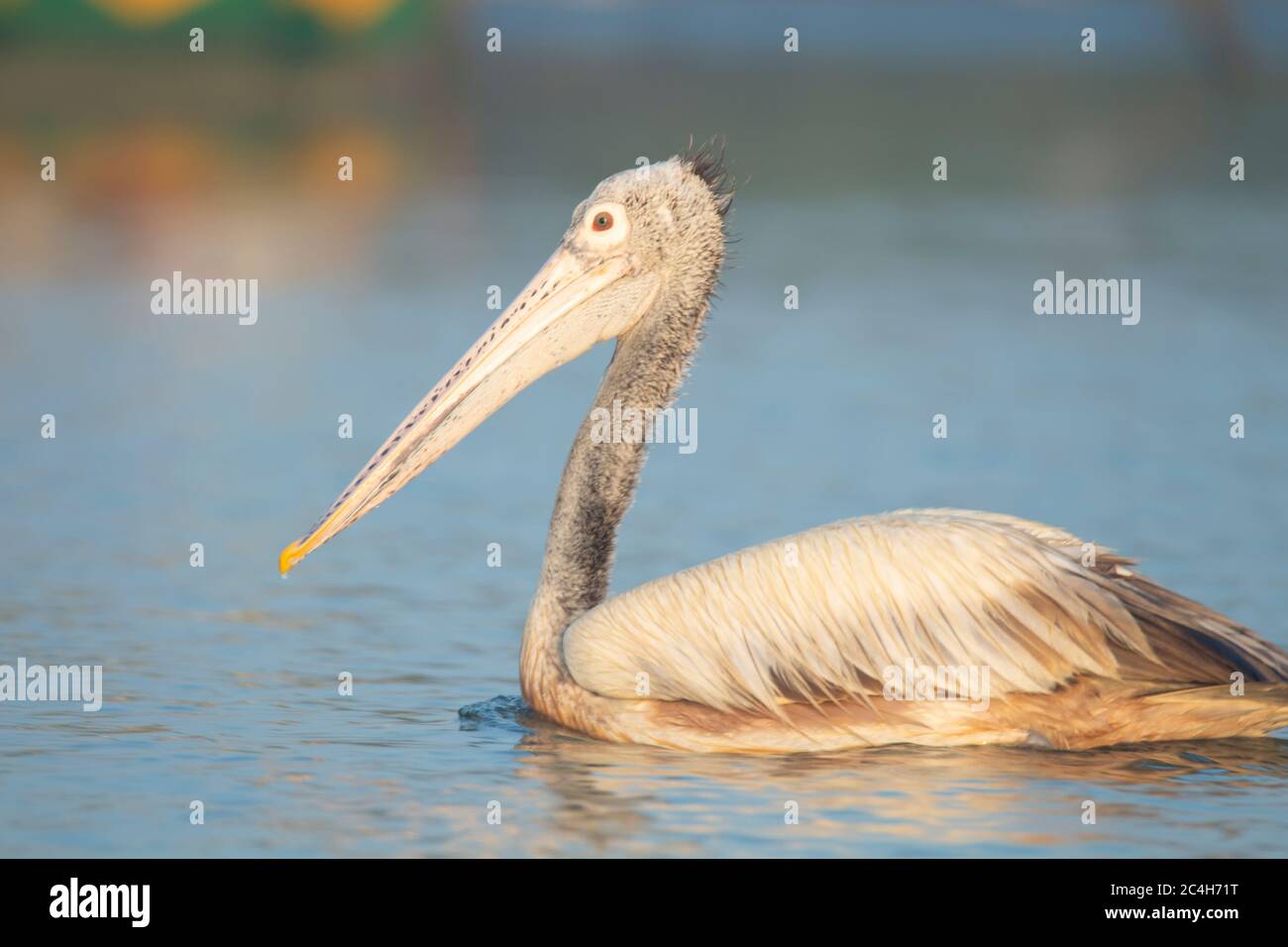 Pelican swimming on a lake Stock Photo - Alamy