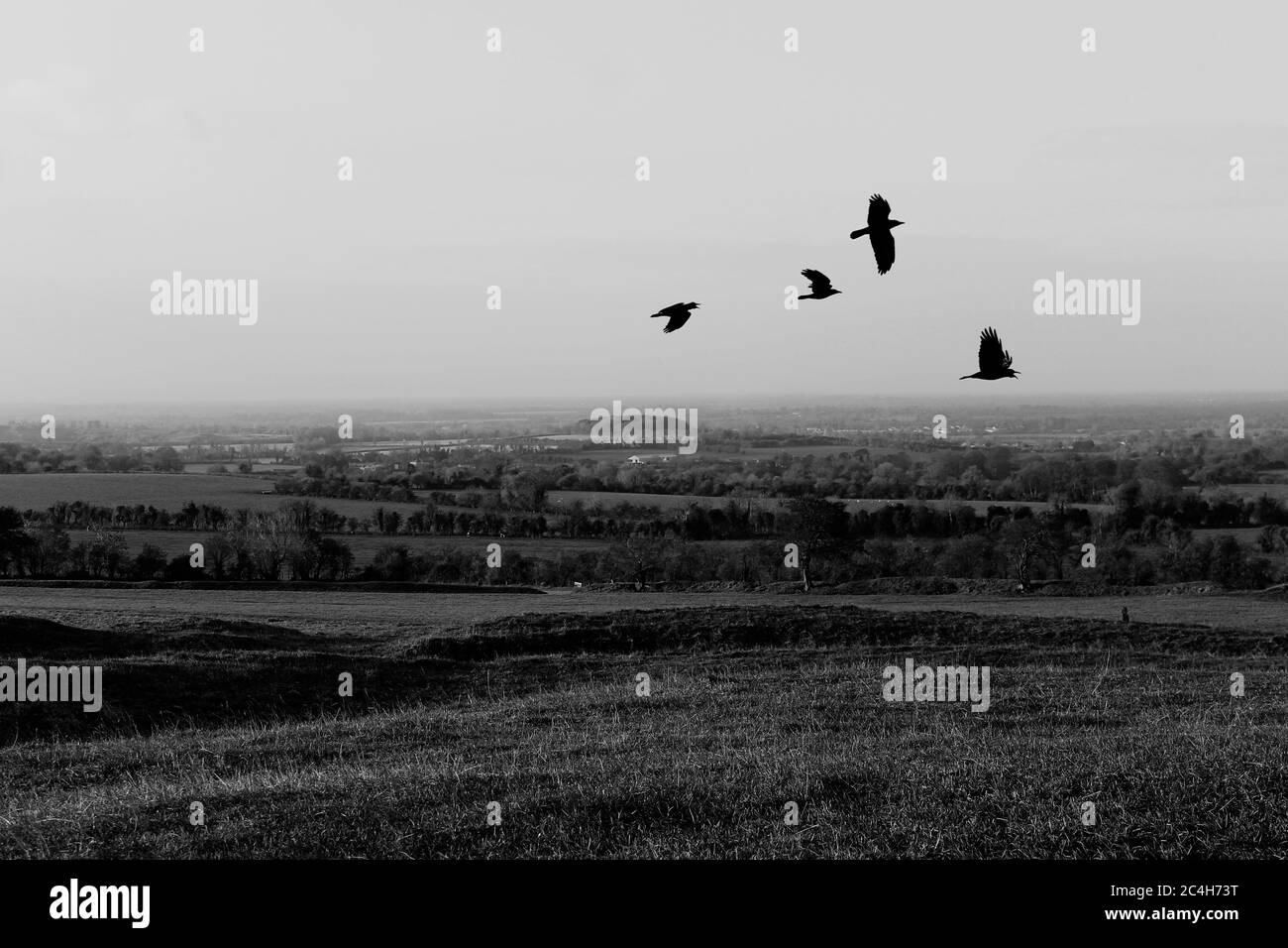 Birds flying over fields in Scotland Stock Photo - Alamy