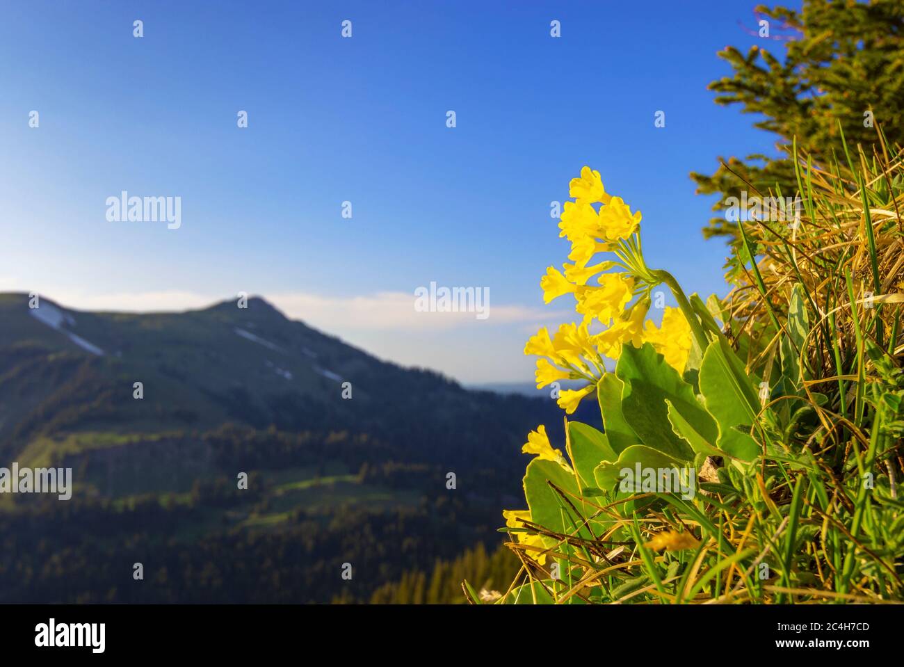 Yellow flowering cowslip (Primula auricula) in the Allgau Alps, Bavaria ...