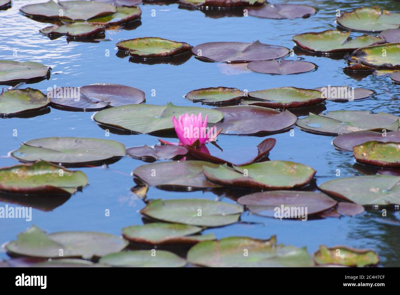 Single pink waterlily among lily pads at Mapleton Lilyponds Queensland ...