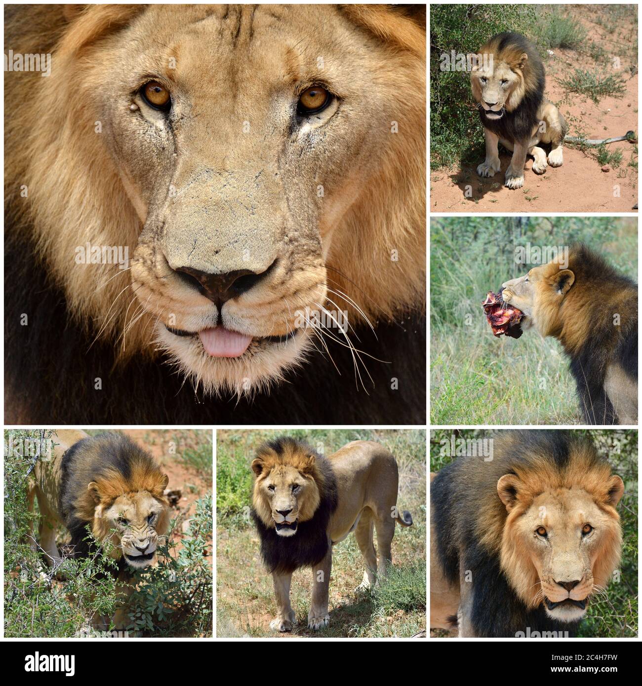 Collage lion hi-res stock photography and images - Alamy